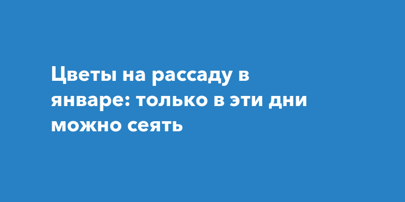 Цветы на рассаду в январе: только в эти дни можно сеять